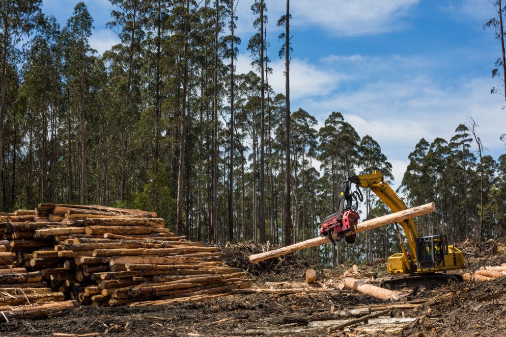 Forestry Engineering & Environmental Services Firm | Ecora